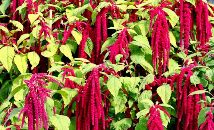 ¿Por qué nos llamamos Amaranta? – ONG Amaranta- Desde concepción, Chile