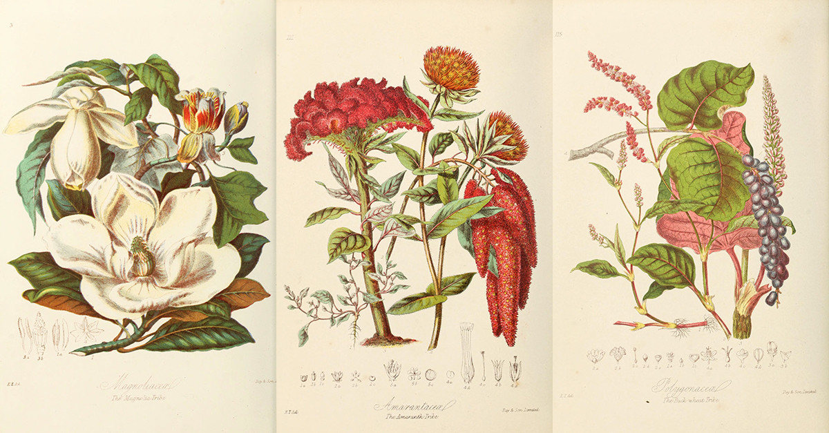 Feminismo loco: Un lugar en construcción – ONG Amaranta- Desde concepción, Chile